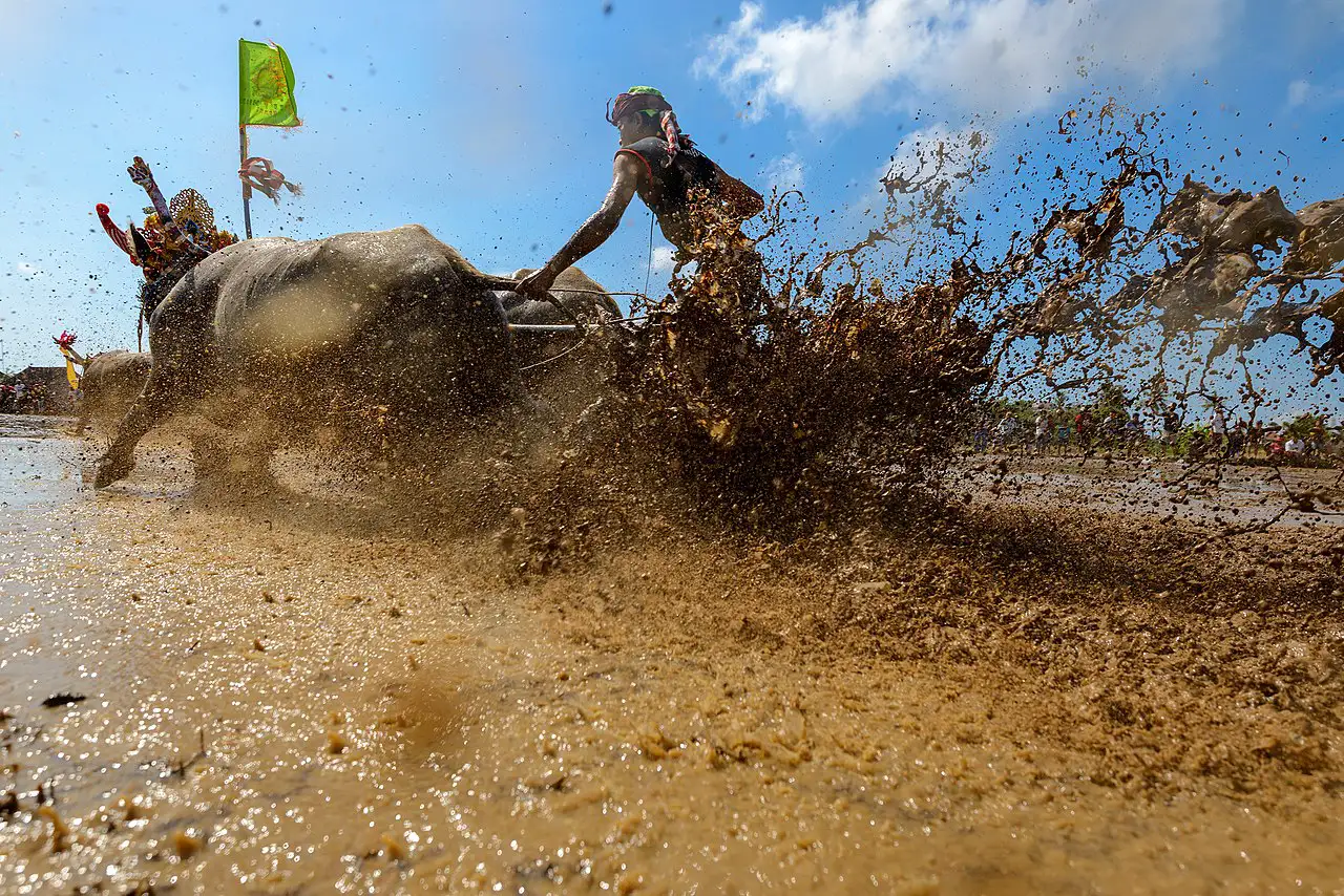 Mekepung Tradition: Muddy buffalo races in Bali